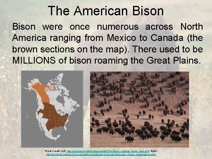 Science Unit 3 Bison and Archaeology Photo Credit