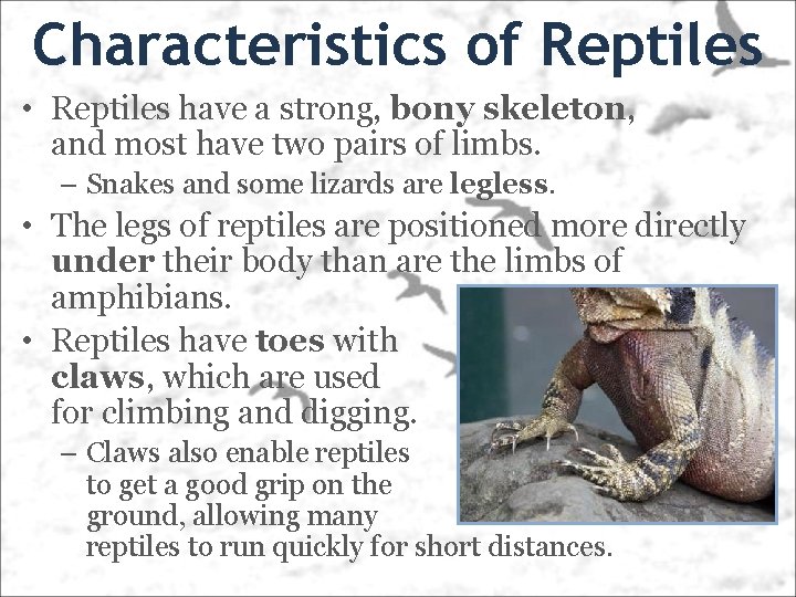 Reptiles and Birds Lisa Michalek Characteristics of Reptiles