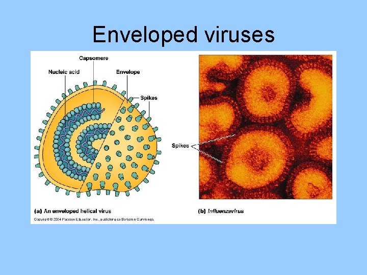 ODESSA NATIONAL MEDICAL UNIVERSITY Microbiology virology and immunology