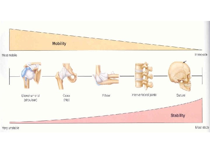 Articulations Bonebone Bonecartilage Boneteeth Structural ...