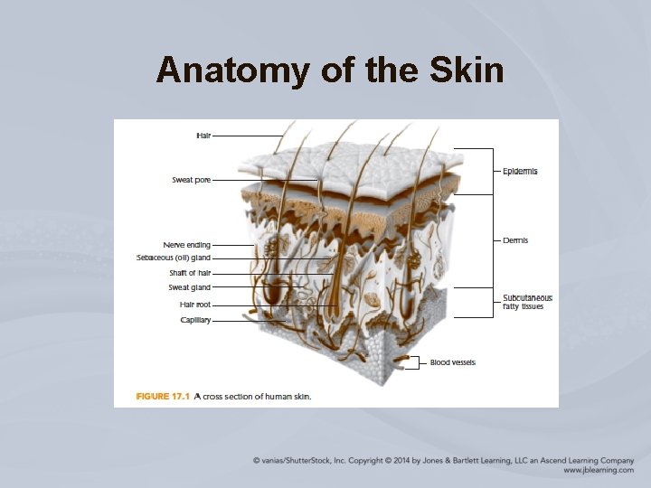 Chapter 17 Skin Conditions in Sports Anatomy of