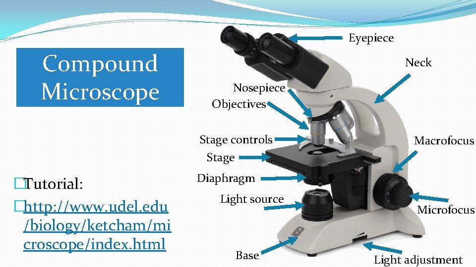 EVPP 110 Molecules Processes of Life Activities Microscopy