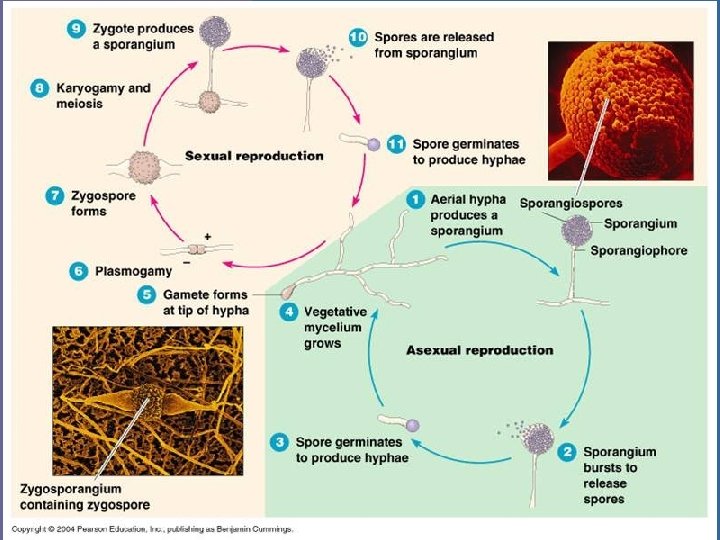 KINGDOM FUNGI Fun Guy An Overview l Form