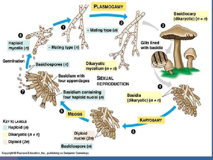 KINGDOM FUNGI Fun Guy An Overview l Form