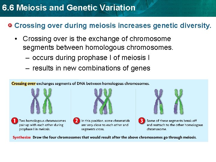 6 6 Meiosis and Genetic Variation Do Now