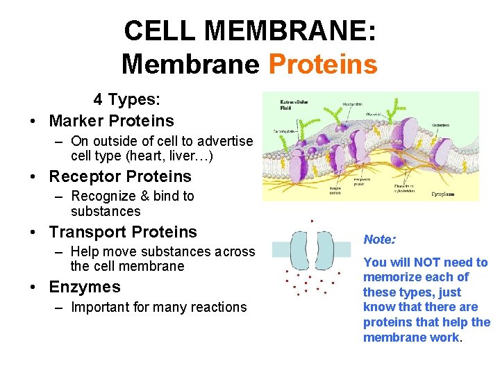 CELL STRUCTURE FUNCTION Chapter 3 To see cells