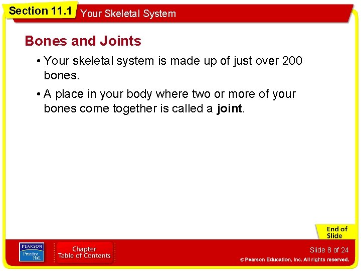 Section Chapter 11 1 2 Your Skeletal System