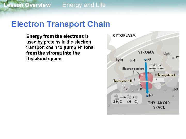 Lesson Overview Energy and Life Lesson Overview 8