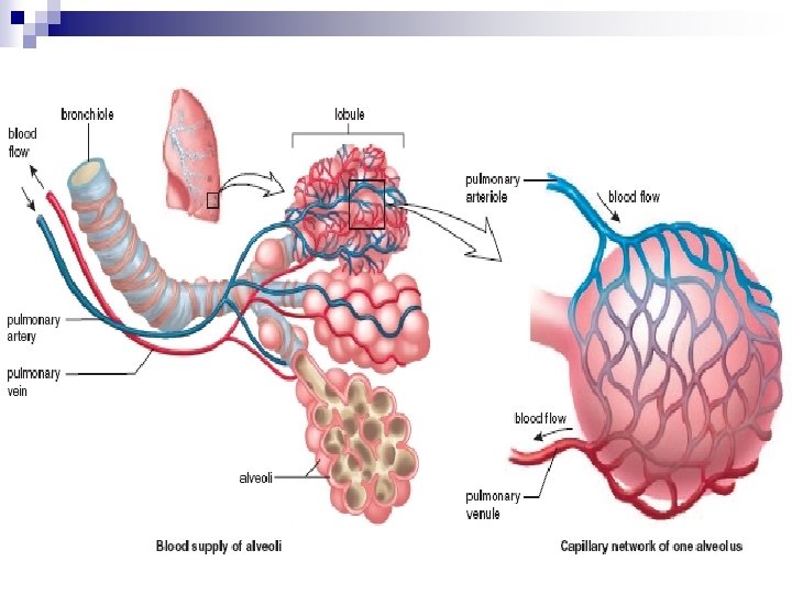 The Respiratory System Lecture in Normal Physiology Respiration
