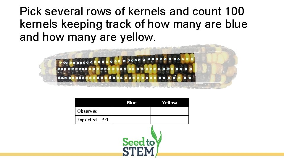 Corn Genetics and ChiSquare Analysis Middle School Observe