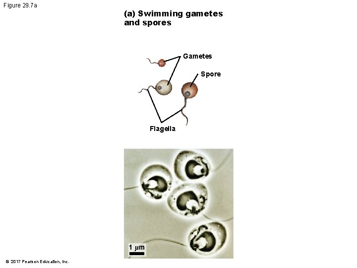 29 Fungi Lecture Presentation by Cindy S Malone