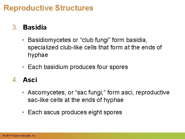 29 Fungi Lecture Presentation by Cindy S Malone