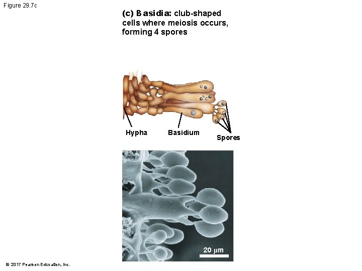 29 Fungi Lecture Presentation by Cindy S Malone