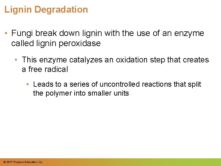 29 Fungi Lecture Presentation by Cindy S Malone