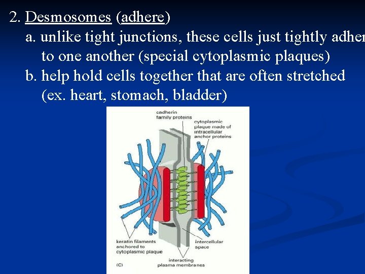 I Membrane Structure a hallmark of eukaryotic cells