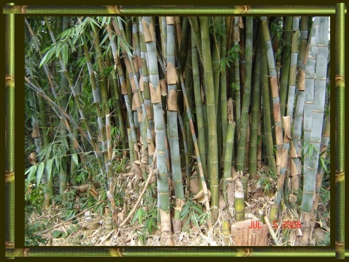 Performance of Exotic Bamboo Species in Kenya A