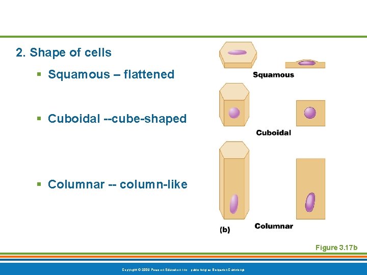 HISTOLOGY Study of Body Tissues 4 types A