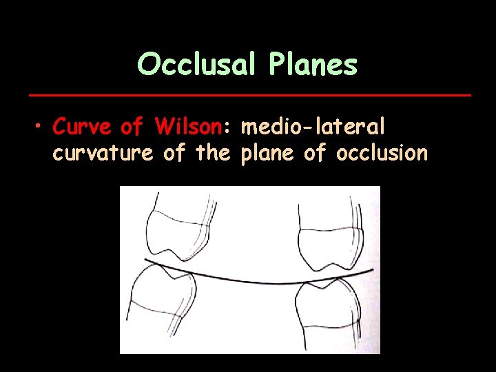 Anatomic and Physiologic Considerations of Form and Function