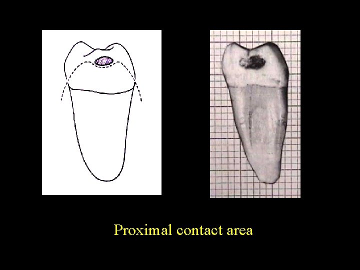 Anatomic and Physiologic Considerations of Form and Function