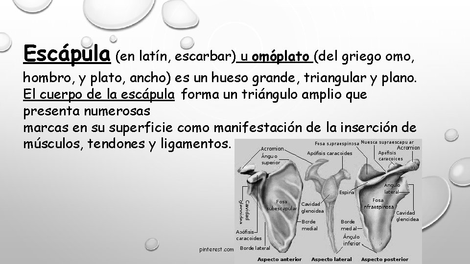 Miembro superior y cintura escapular Profesor Dr Guillermo