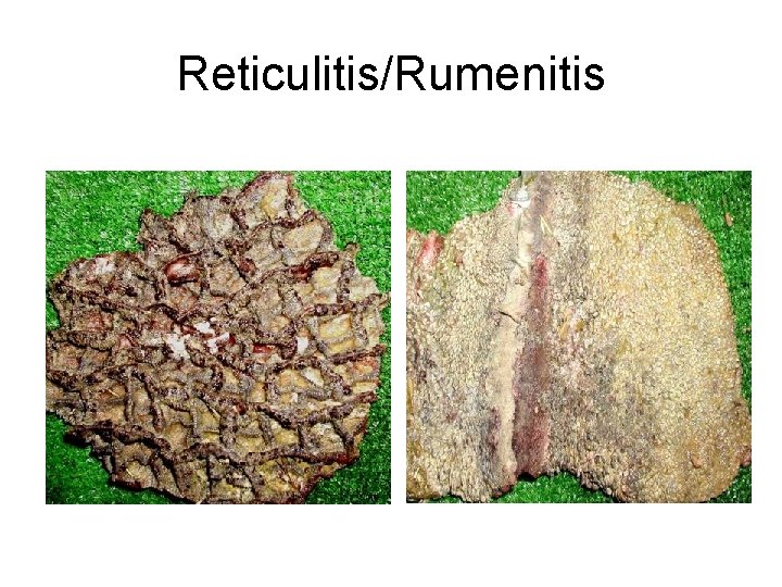 Ruminant Forestomach Normal Anatomy Rumen papillae Reticulum epithelial
