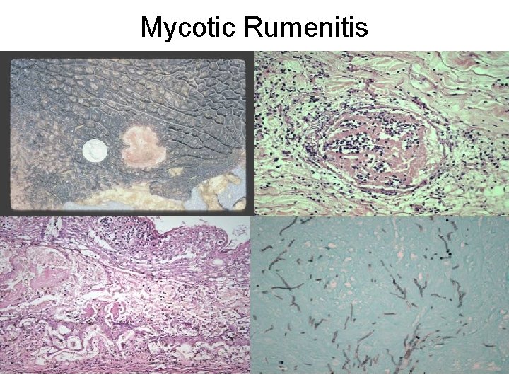 Ruminant Forestomach Normal Anatomy Rumen papillae Reticulum epithelial