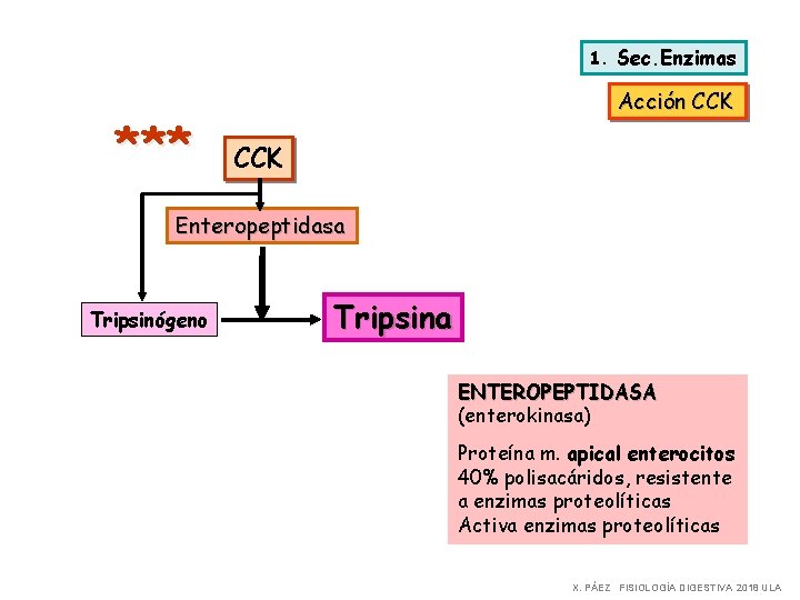 Universidad de los Andes FISIOLOGIA para MEDICINA FISIOLOGA