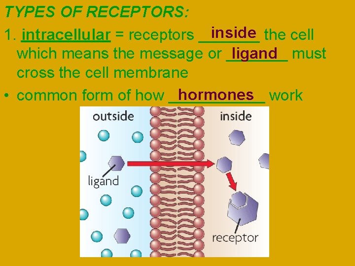 Biology Notes Cells Part 3 Pages 84 722