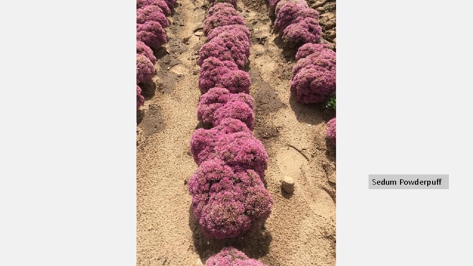 Home of Proven Winners Perennials Walters Gardens September