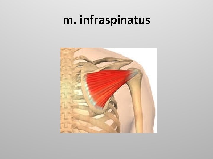 VANJSKA ROTACIJA NADLAKTICE Agonisti m infraspinatus m teres