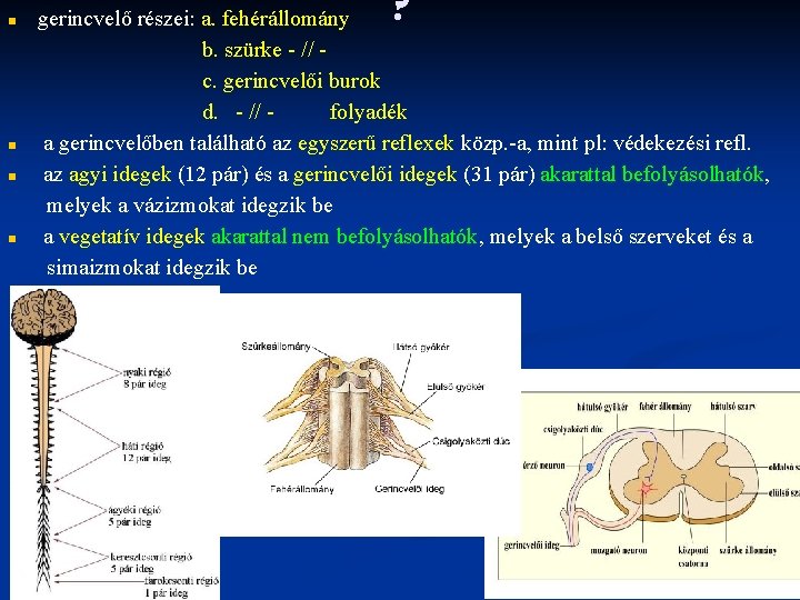Idegrendszer Nervov sstava az idegr legkisebb pt egysge