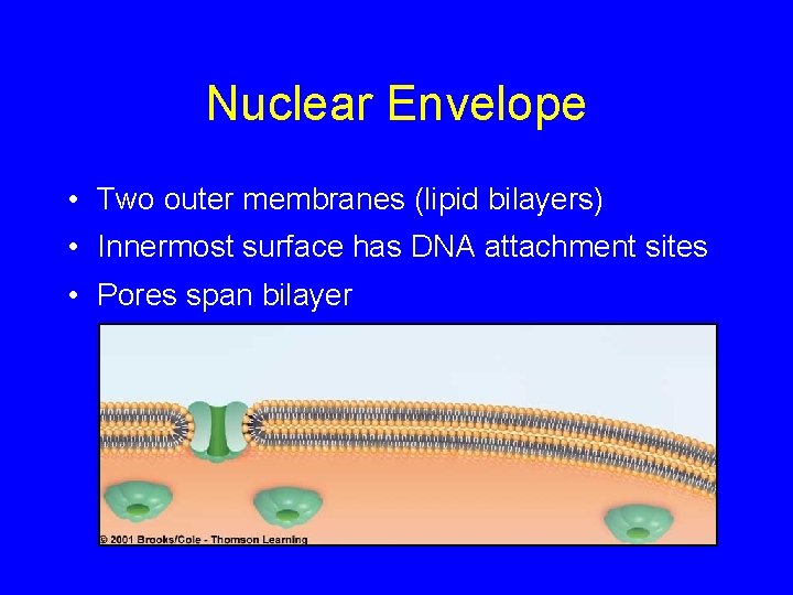 Cell Structure and Function Chapter 4 Cell Theory
