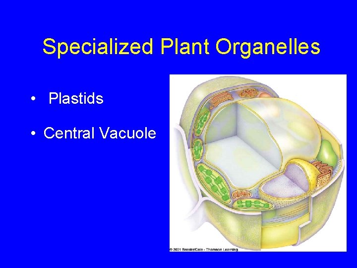 Cell Structure and Function Chapter 4 Cell Theory