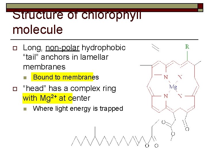 Structure of chlorophyll molecule o Long nonpolar hydrophobic