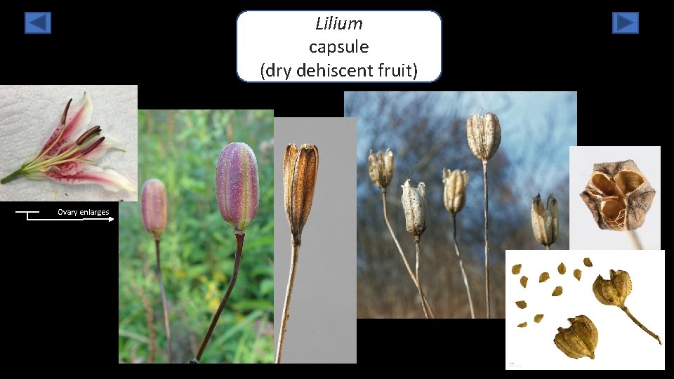 Lab Specimens Plants III Pinus male female cones