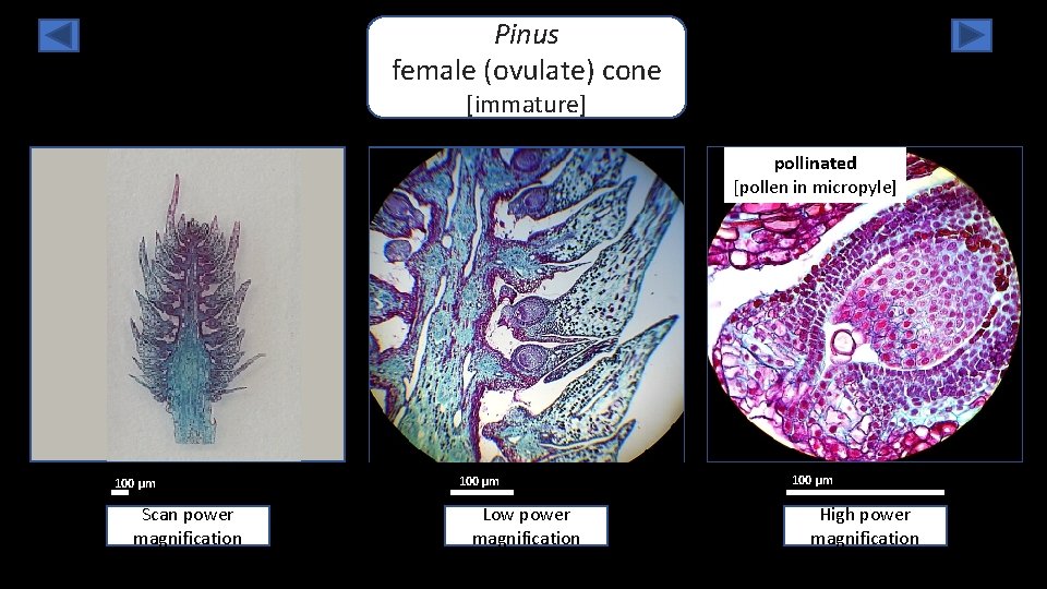 Lab Specimens Plants III Pinus male female cones