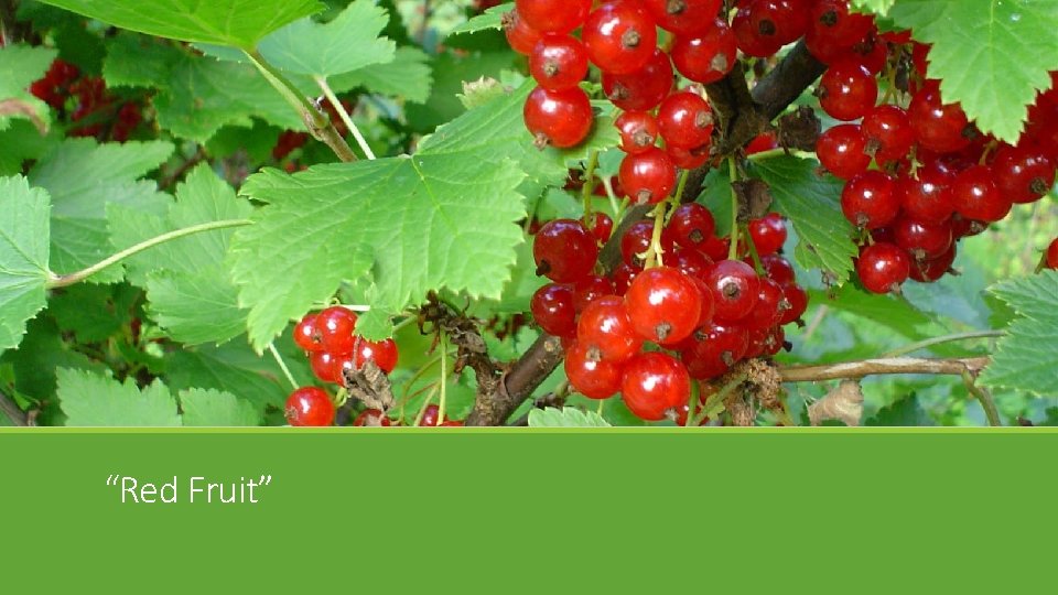 Metaphors by Sylvia Plath MS KOWALYK How many