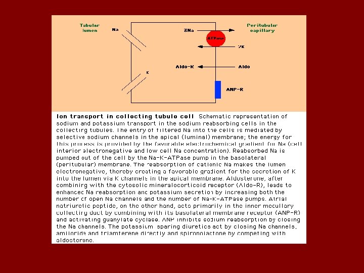 INHERITED RENAL DISORDERS AUTOSOMAL DOMINANT POLYCYSTIC KIDNEY DISEASE