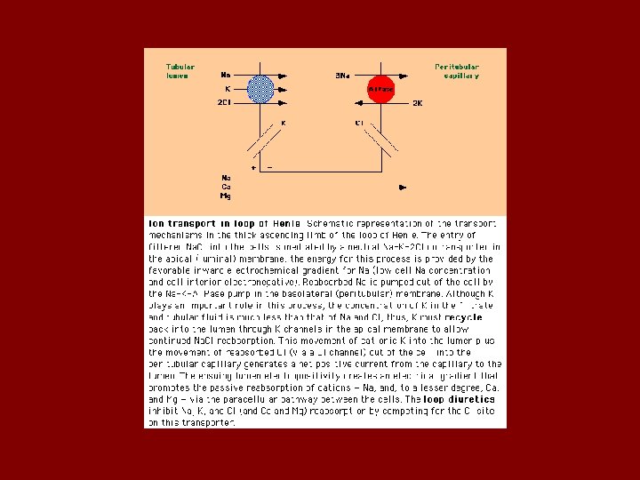 INHERITED RENAL DISORDERS AUTOSOMAL DOMINANT POLYCYSTIC KIDNEY DISEASE
