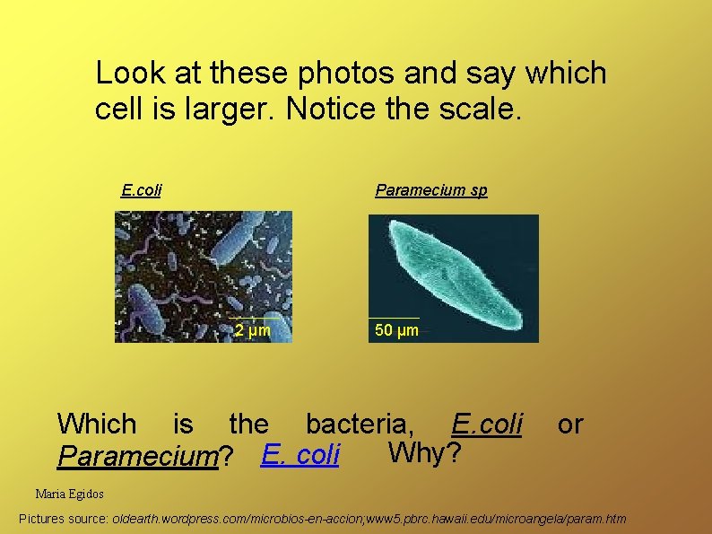 BACTERIA Maria Egidos Source Bacteria wikipedia the free