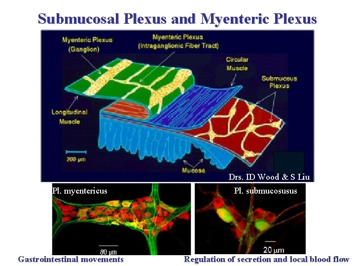 Histology of the Esophagus and Stomach Dr Zita