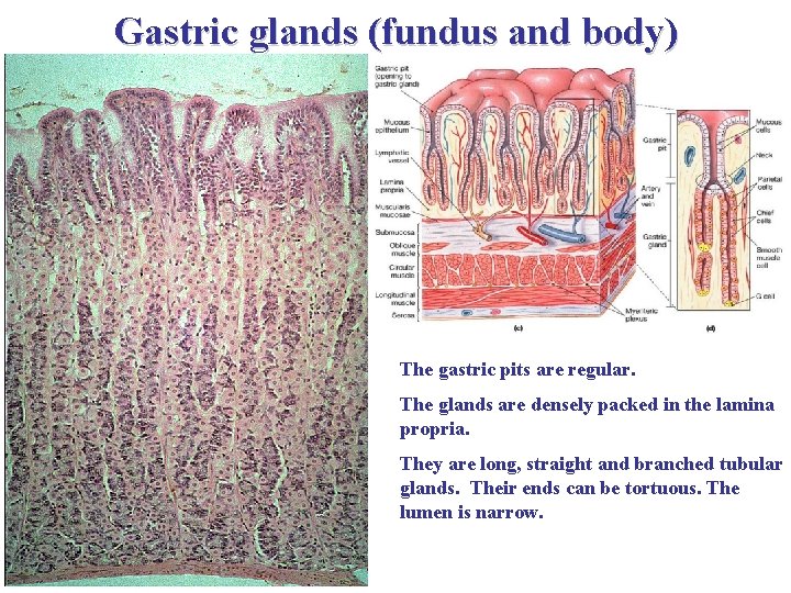 Histology of the Esophagus and Stomach Dr Zita