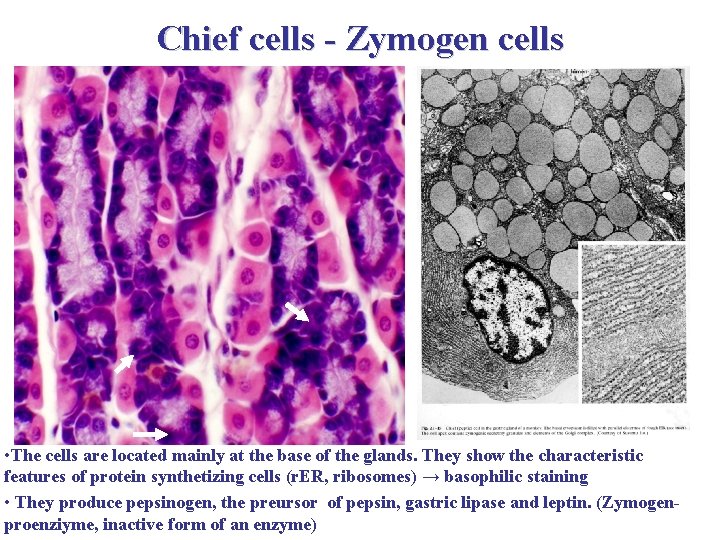 Histology of the Esophagus and Stomach Dr Zita