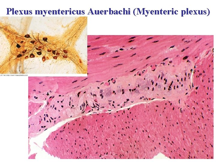 Histology of the Esophagus and Stomach Dr Zita