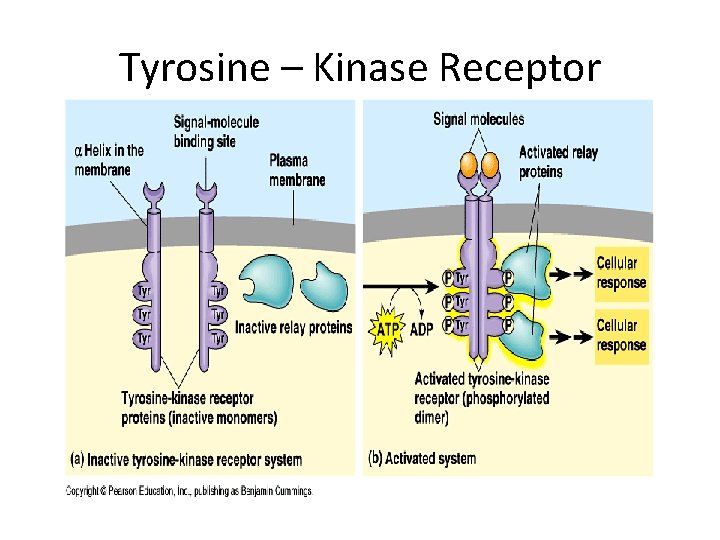 AP Biology Cell Communication Signaling Part 2 Phosphorylation