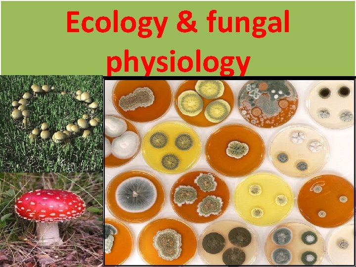 Ecology fungal physiology Some terms Mycology study of