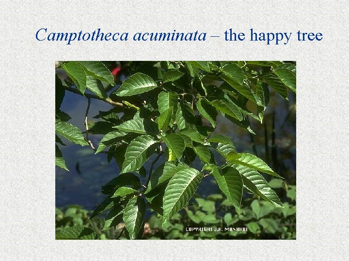 Plants Used In Cancer Treatment Part III Camptotheca