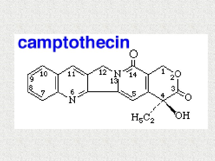 Plants Used In Cancer Treatment Part III Camptotheca
