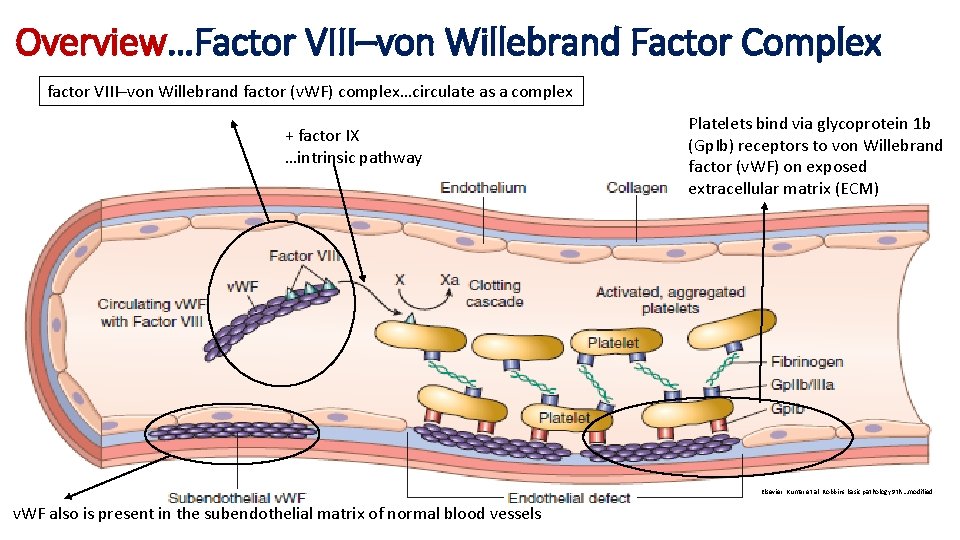 Congenital bleeding disorders Ali Al Khader M D