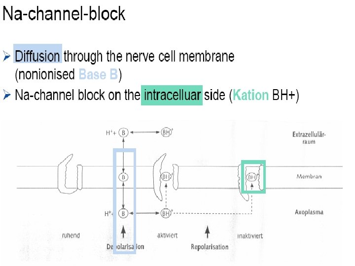 Local anesthetics DR SOBAN SADIQ Classification Esters Cocaine